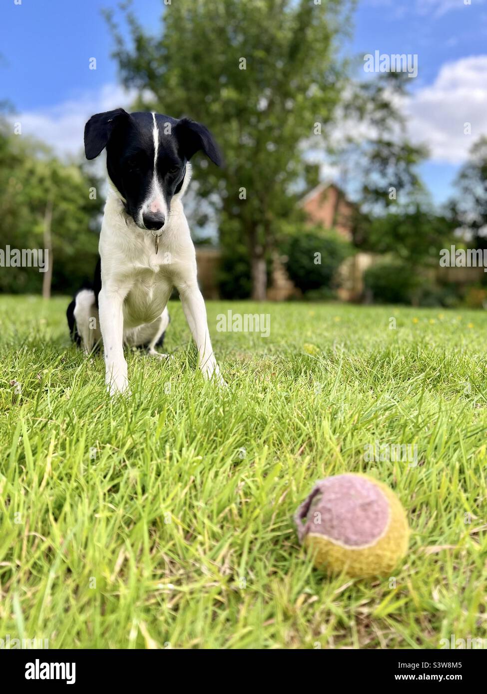 Puppy staring hi-res stock photography and images - Alamy