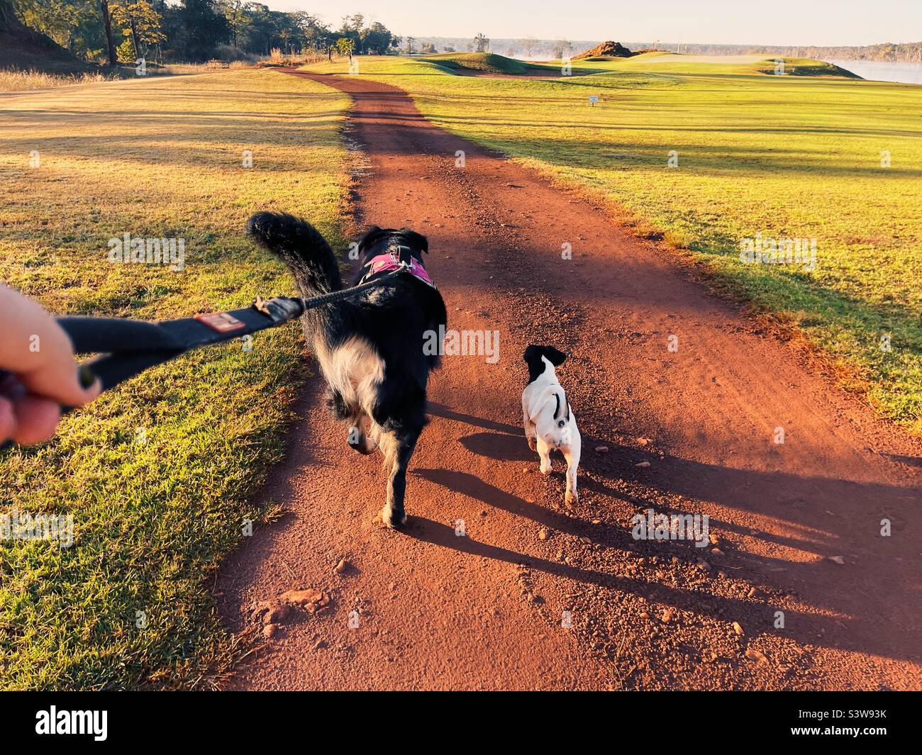 German shepherd x golden retriever hi-res stock photography and images ...