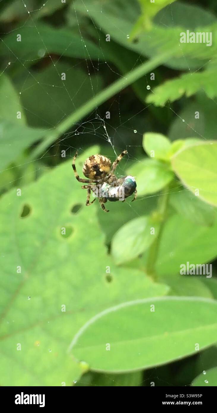 Superb hunter hi-res stock photography and images - Alamy