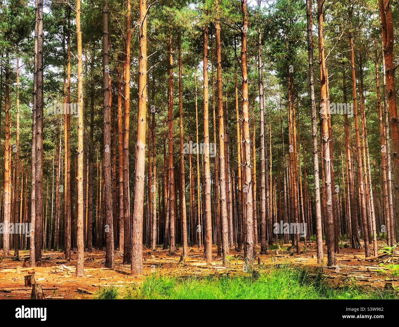 Pine tree trunks in a Hampshire forest Stock Photo - Alamy