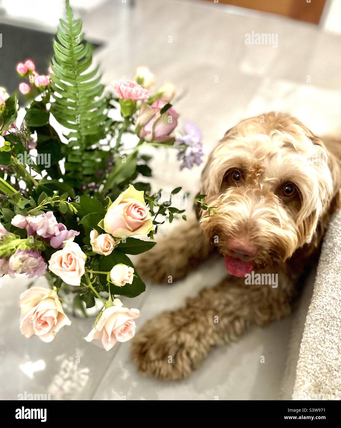 Flower dog hi-res stock photography and images - Alamy
