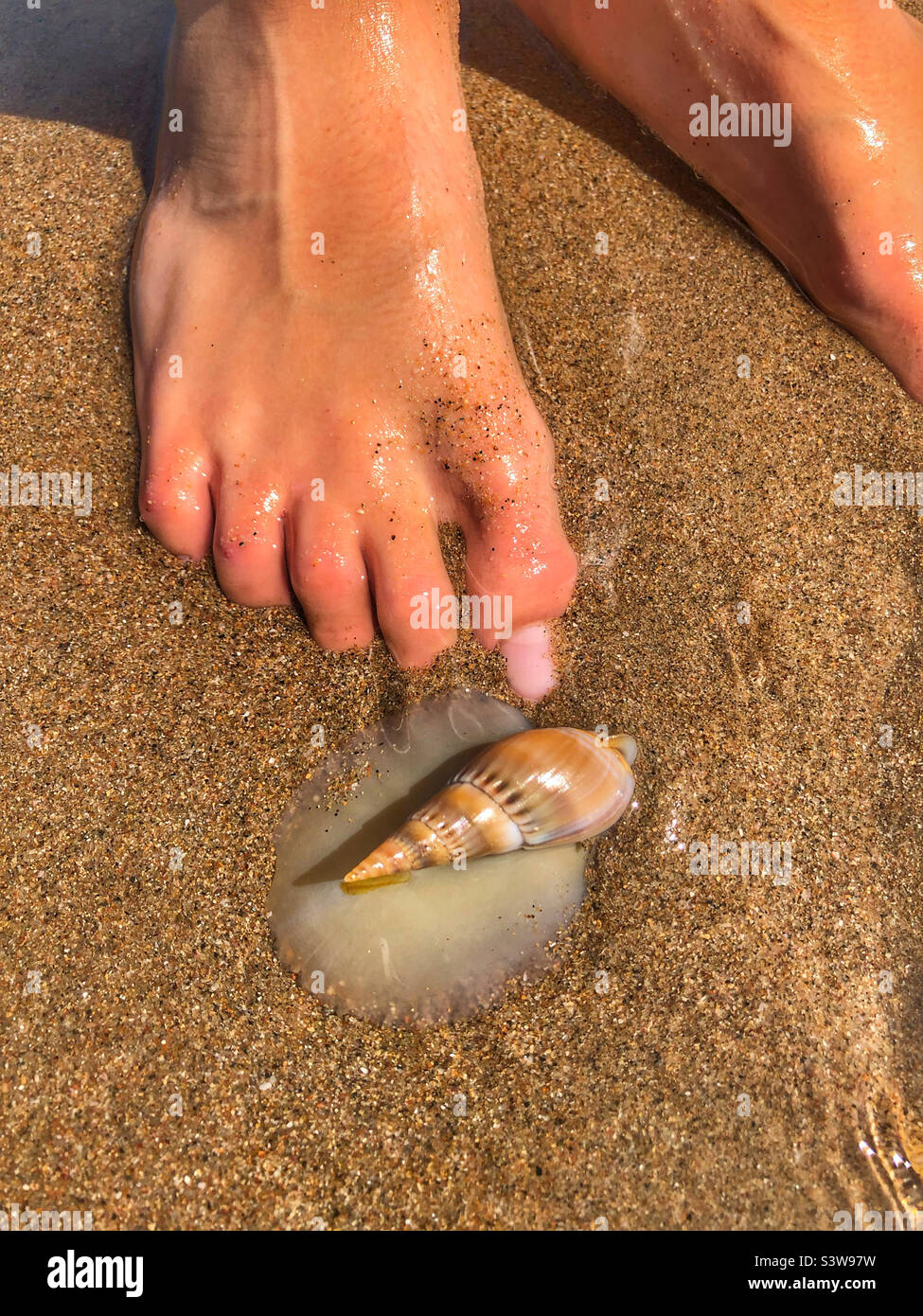 Bullia Digitalis on the beach, next to a child’s foot Stock Photo - Alamy