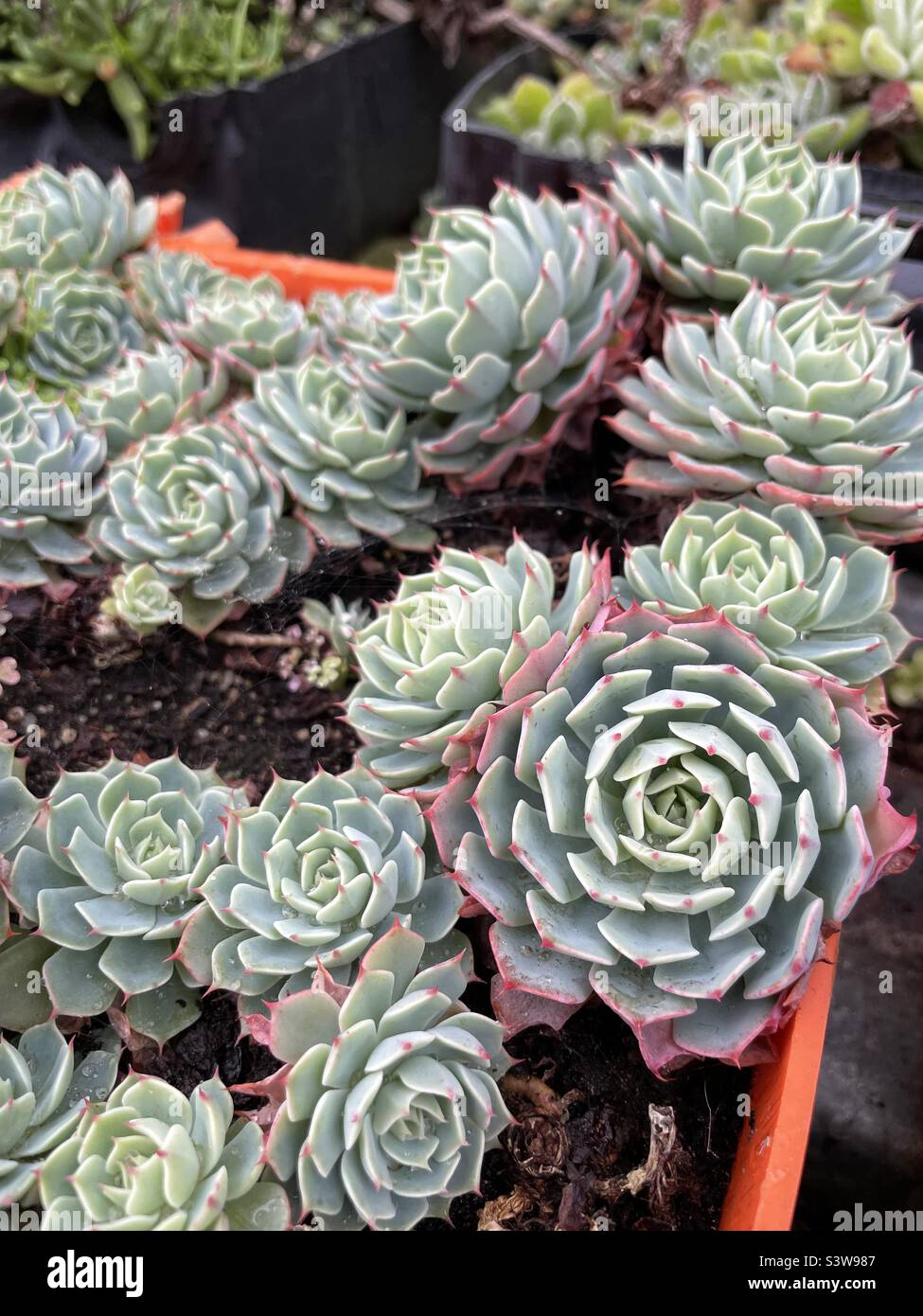 With grey tips hi-res stock photography and images - Alamy