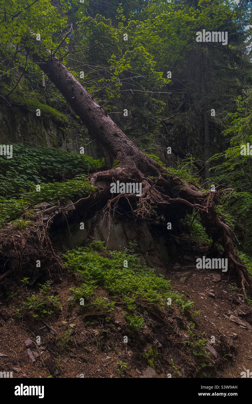 Tree root system hi-res stock photography and images - Alamy