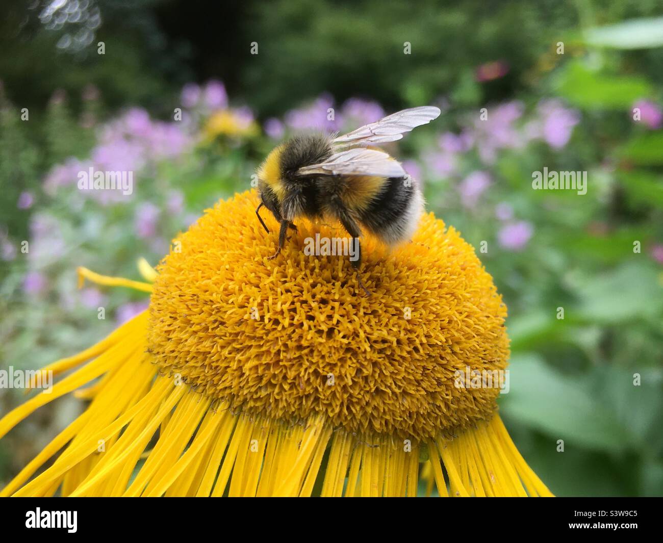 Vibrant wings hi-res stock photography and images - Alamy
