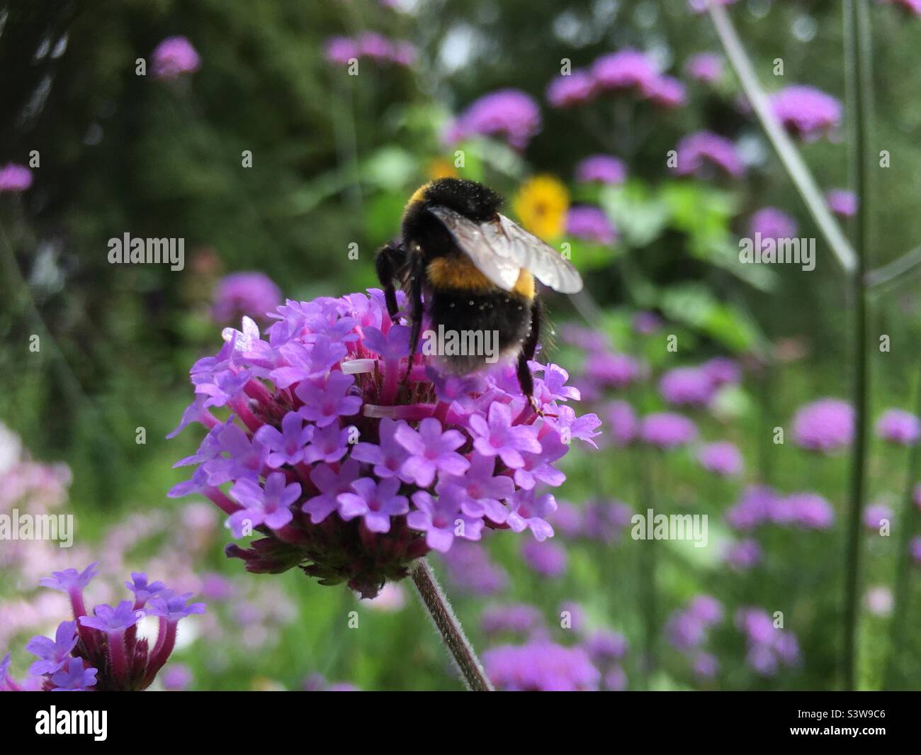 Bee wings hi-res stock photography and images - Alamy