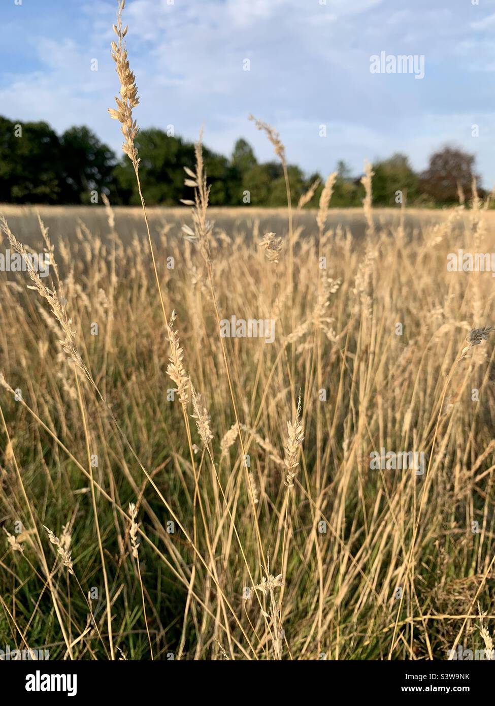 Dry yellow grasses in field Stock Photo - Alamy
