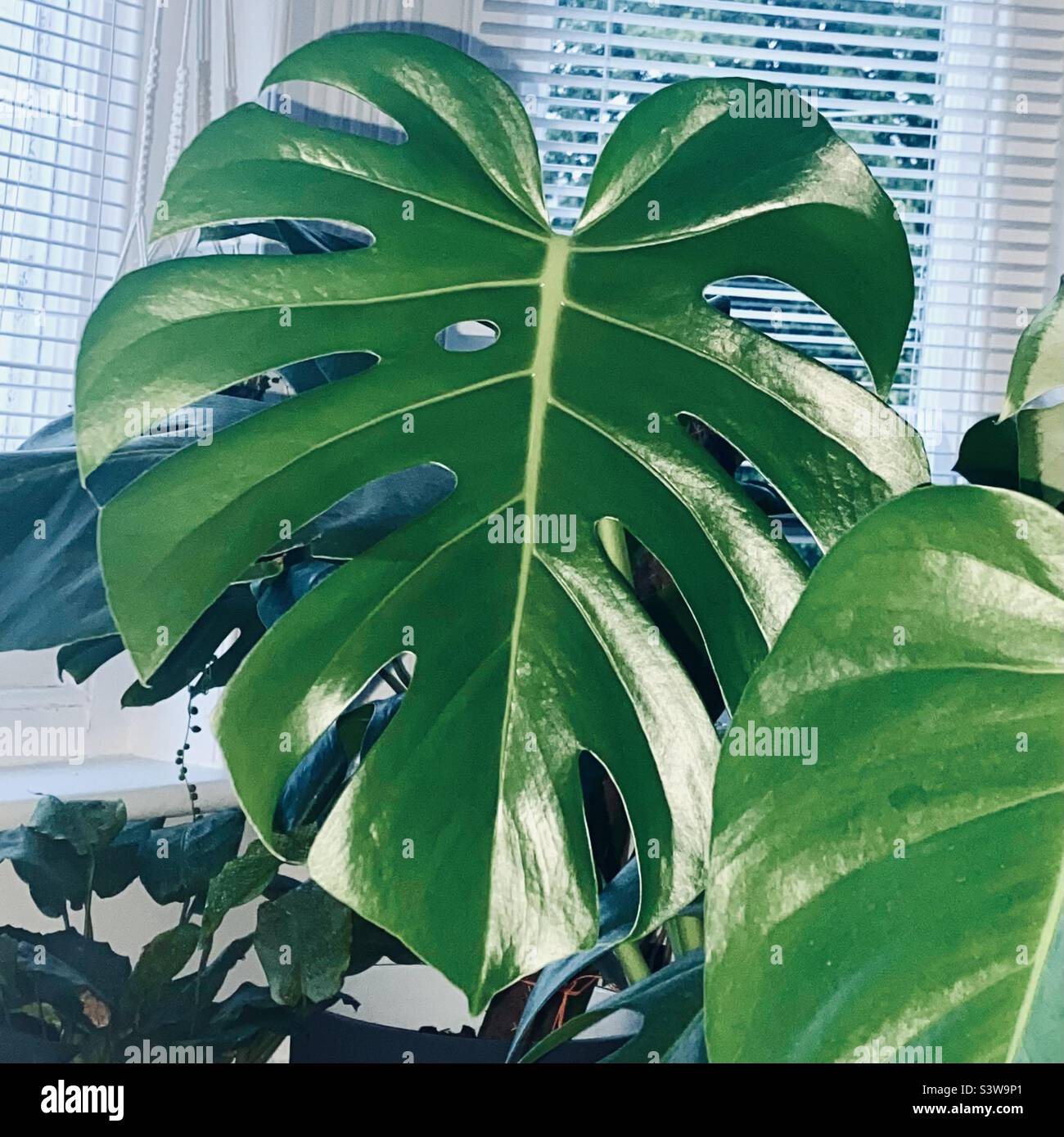 Swiss cheese plant leaf hi-res stock photography and images - Alamy