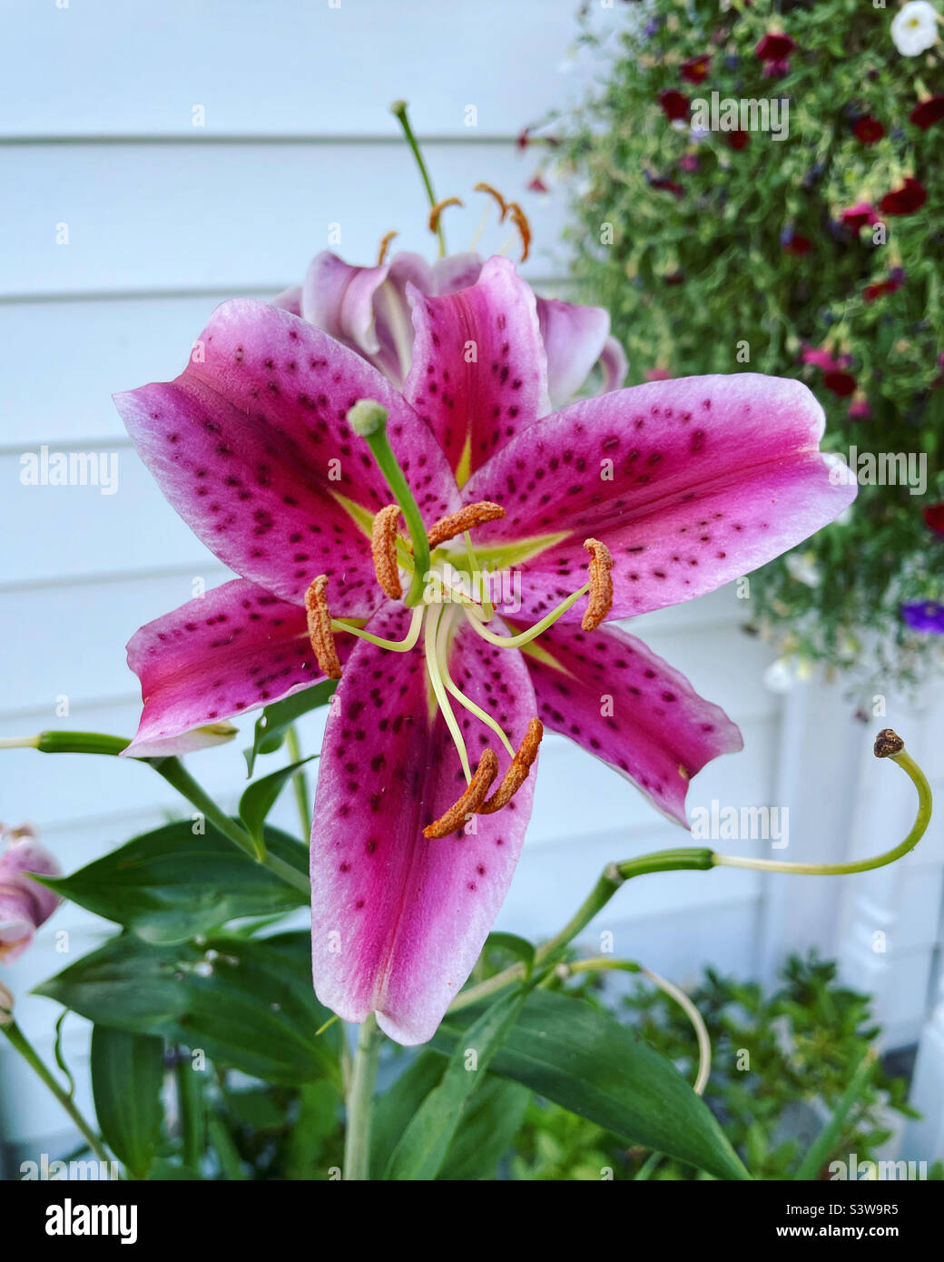 Wild pink lily hi-res stock photography and images - Alamy