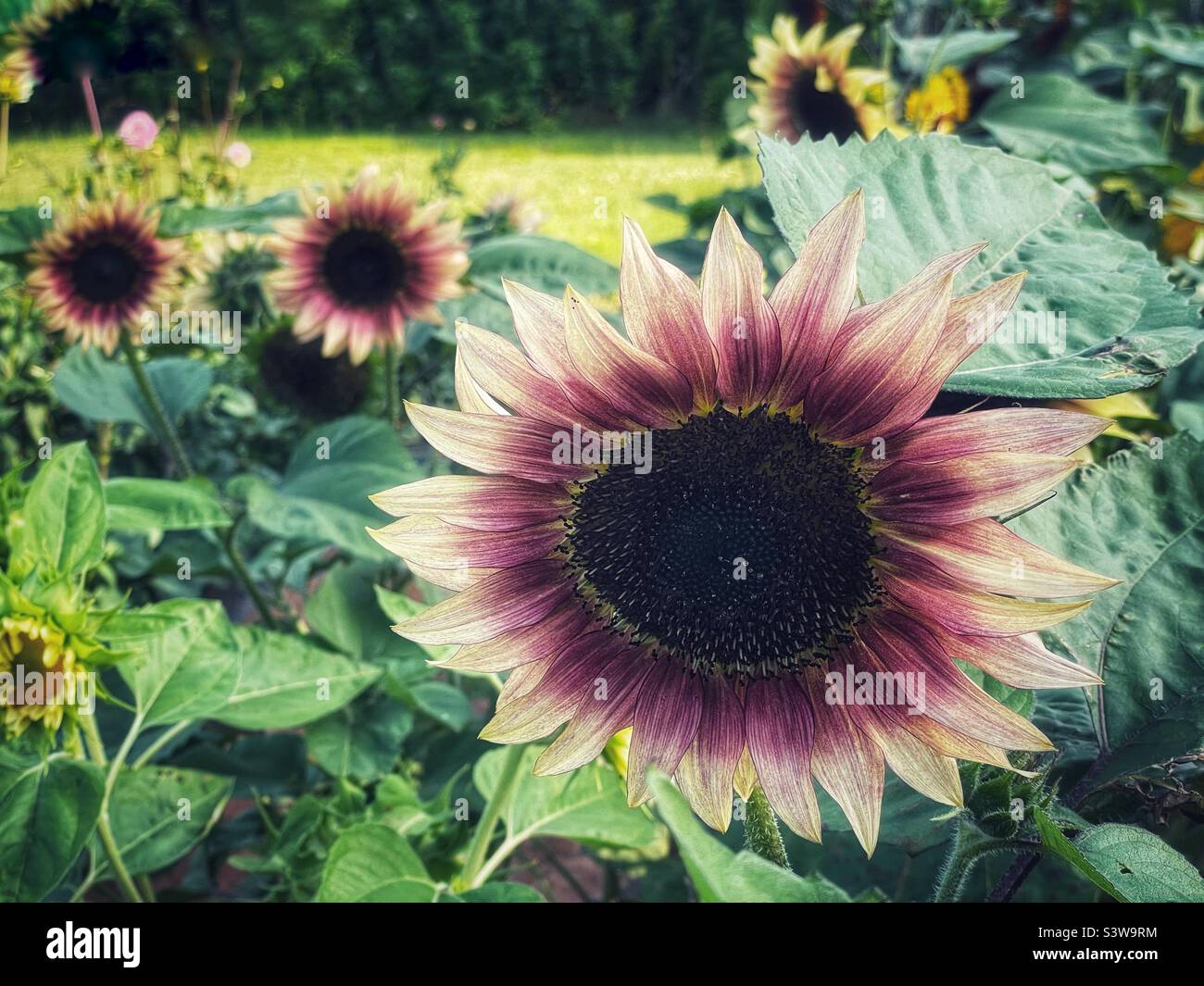 Pink/plum coloured sunflowers in summer garden Stock Photo - Alamy
