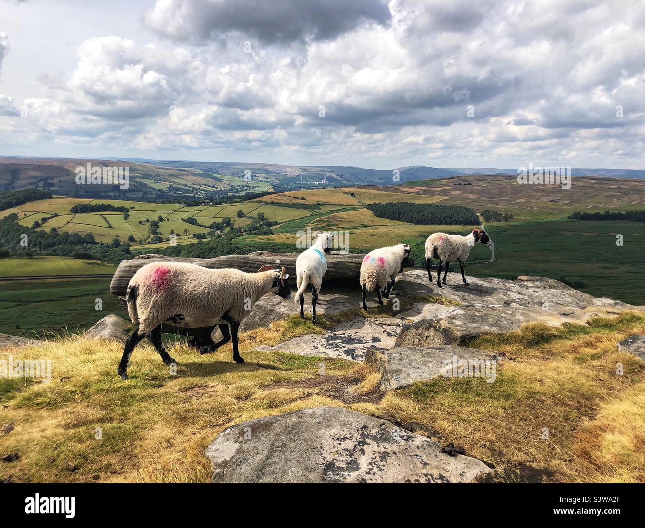 Peak district landscape sheep hi-res stock photography and images - Alamy