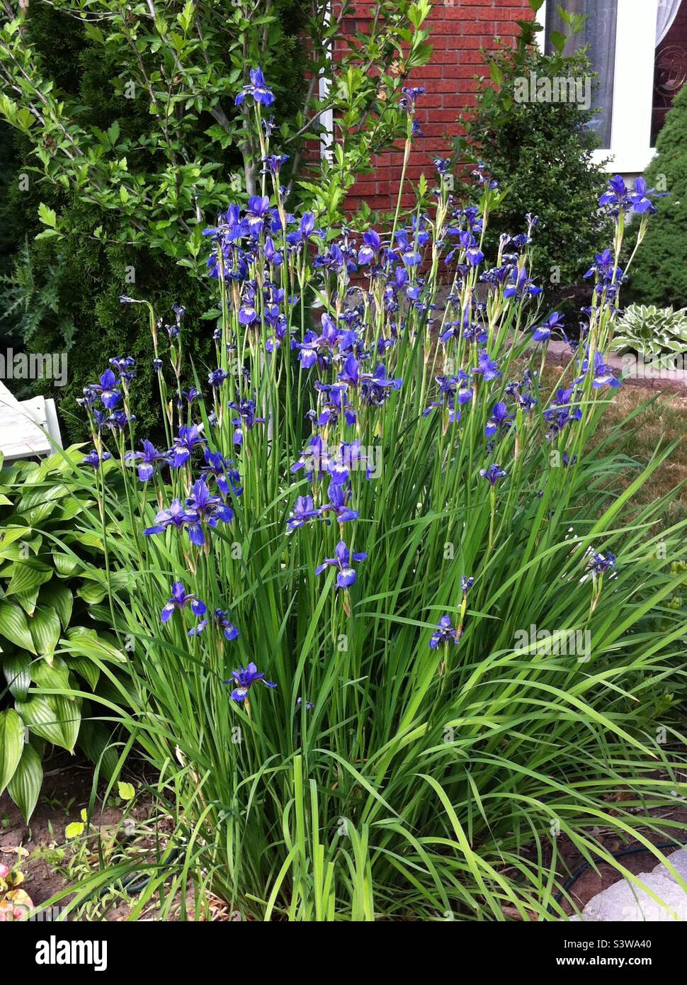 Iris in bloom hi-res stock photography and images - Alamy
