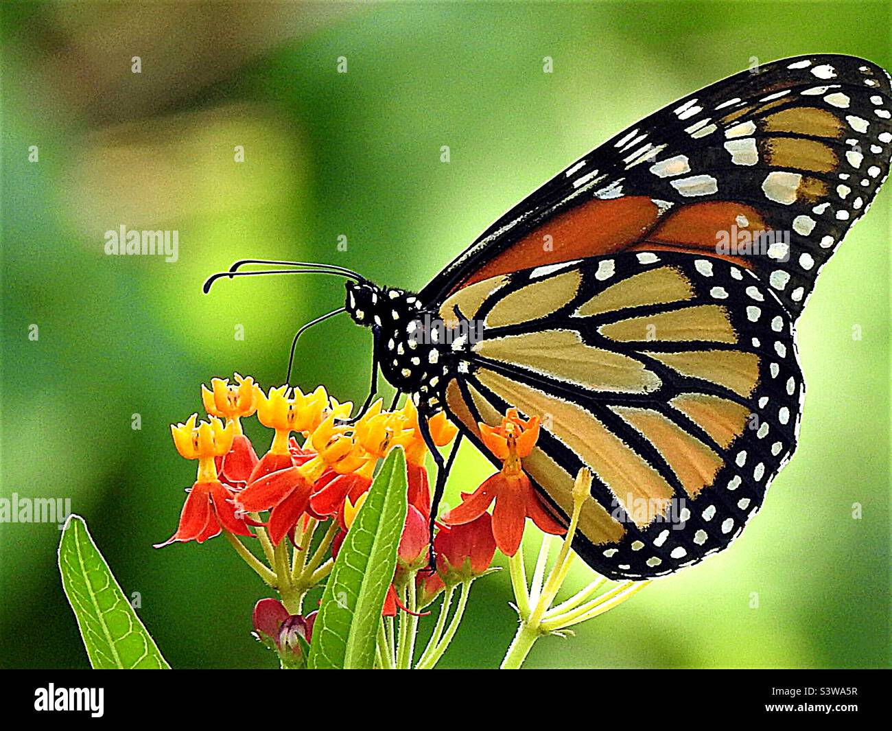 The Monarch butterfly, the queen of the garden Stock Photo - Alamy