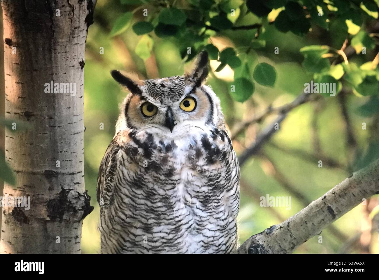 Great Horned Owl, tiger owl, birds of North America , wildlife, whooo ...