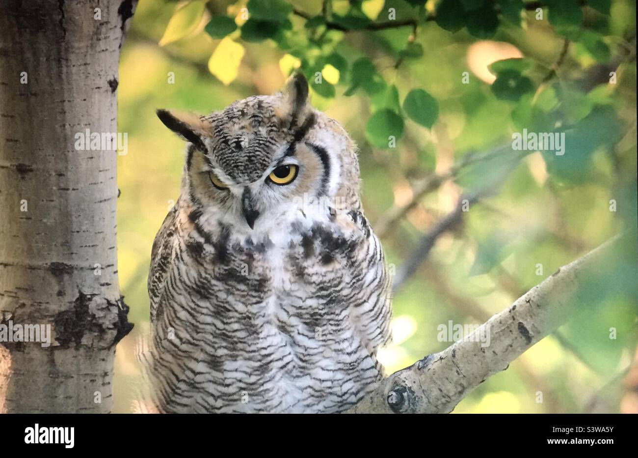Great Horned Owl, tiger owl, birds of North America , wildlife, whooo ...