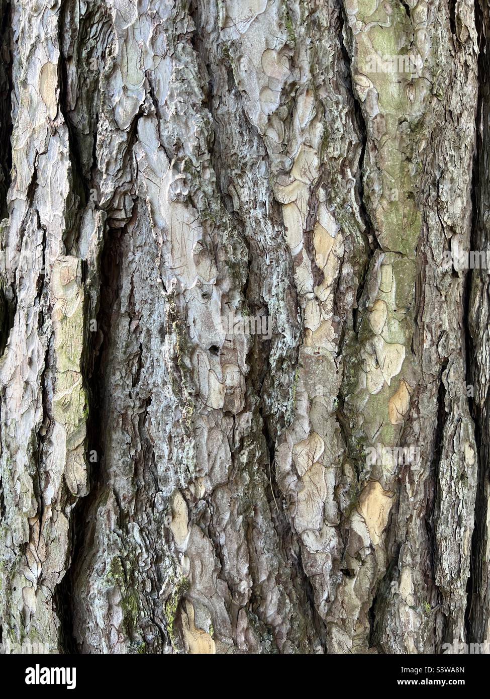 Tree bark background Stock Photo - Alamy