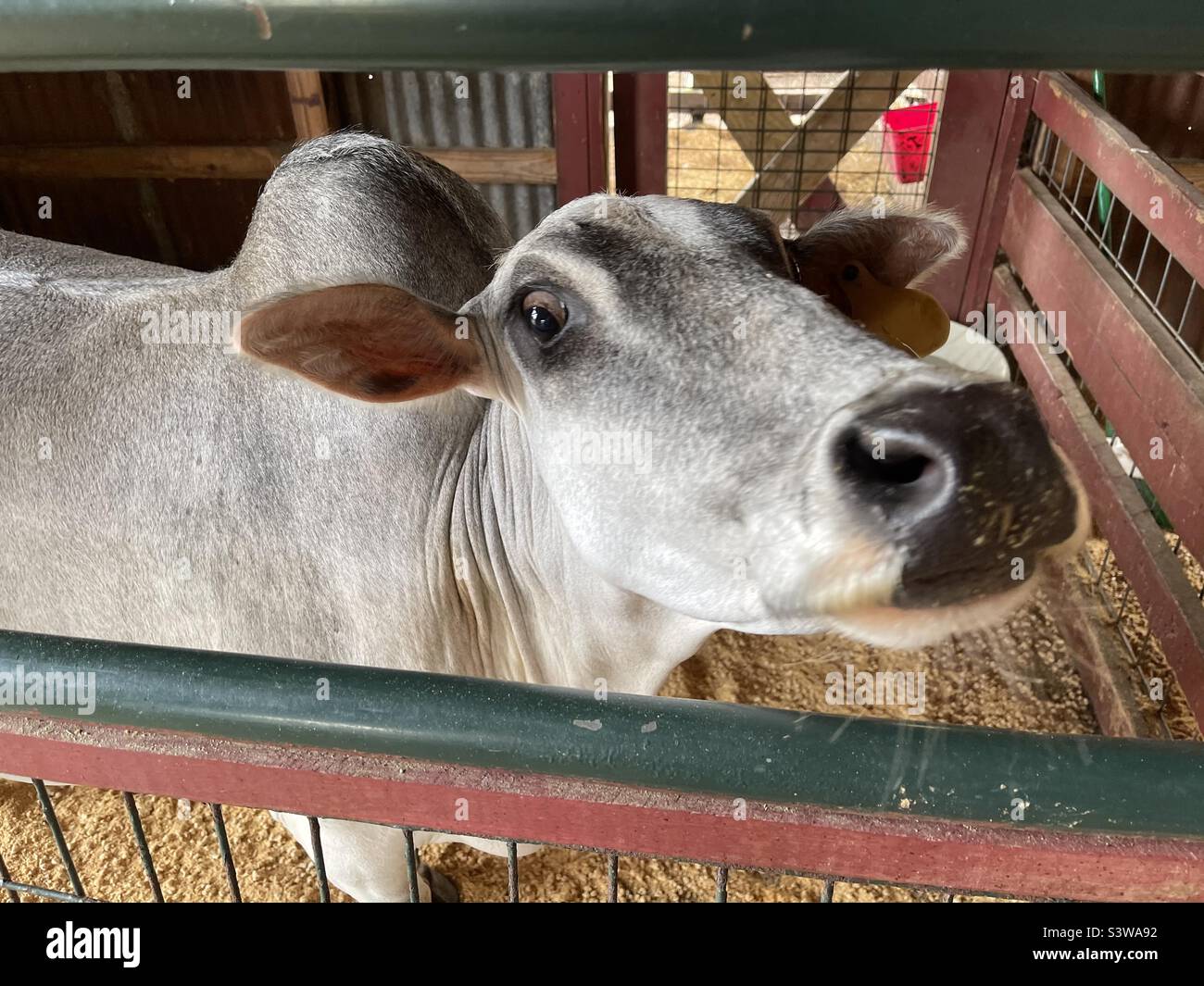 Cow pen hi-res stock photography and images - Alamy