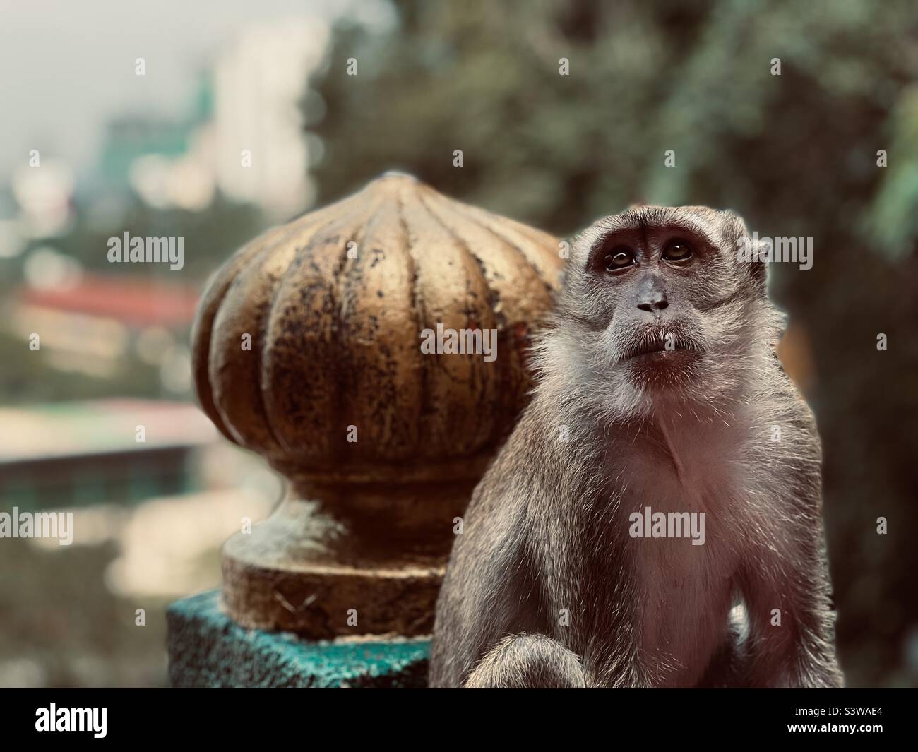 Monkey staring into the distance at Batu Caves Stock Photo - Alamy