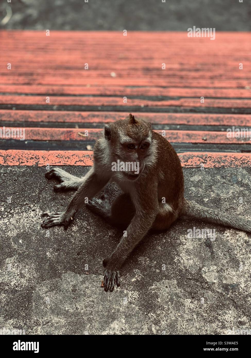 Monkey sitting down at Batu Caves Stock Photo - Alamy