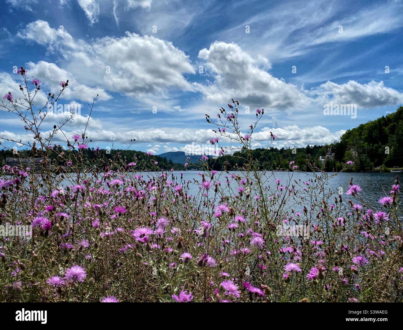Purple flowers blooming beside a lake in the Adirondack mountains in ...