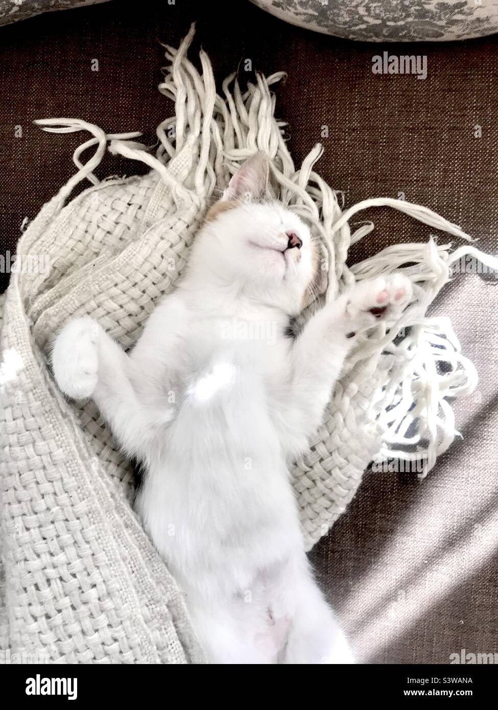 Flying cat angel hi-res stock photography and images - Alamy