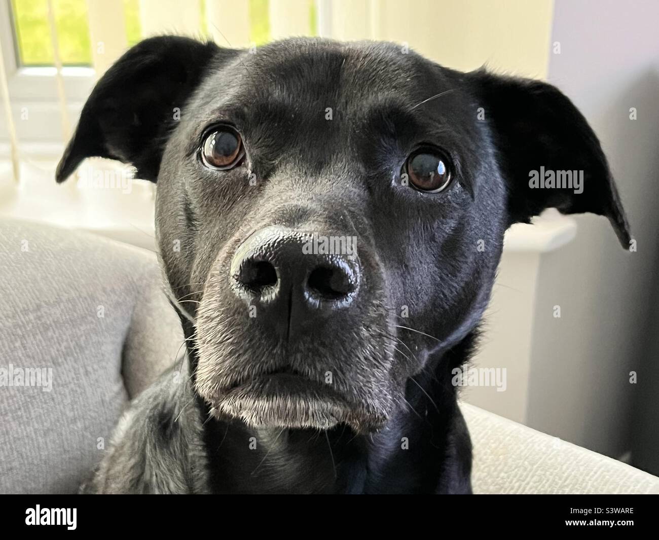 Terrier Black Lab Mix