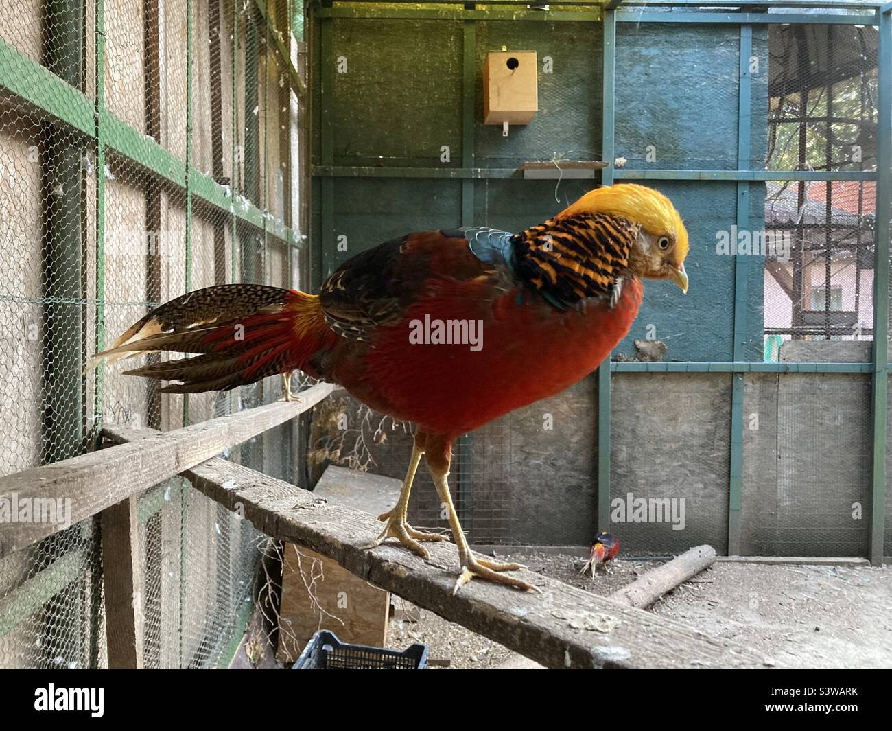 Chinese golden pheasant hi-res stock photography and images - Alamy