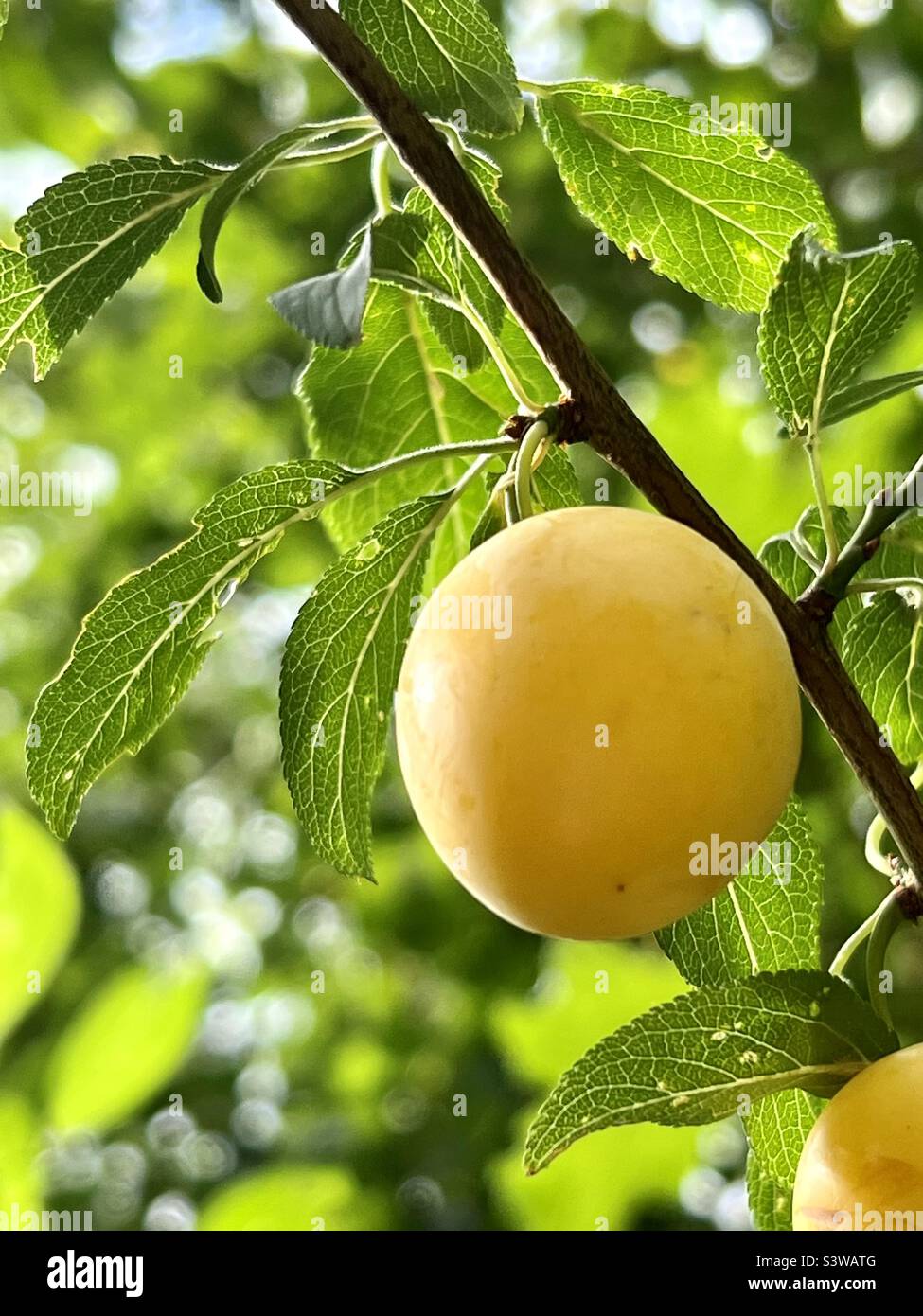Damson tree garden hi-res stock photography and images - Alamy