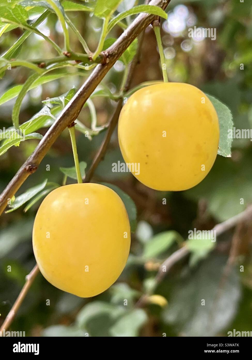 Damsons growing tree hi-res stock photography and images - Alamy