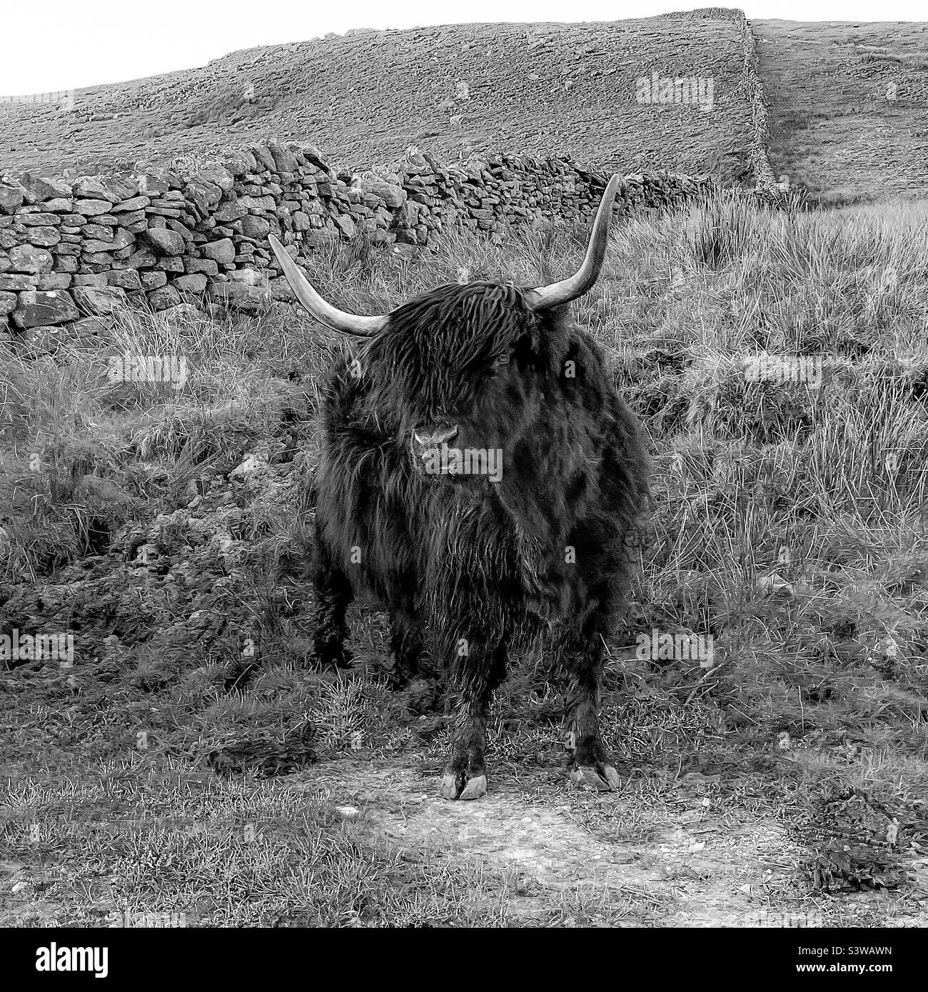 Cow with horns Black and White Stock Photos & Images - Alamy Cow with horns Black and White Stock Photos & Images - Alamy
