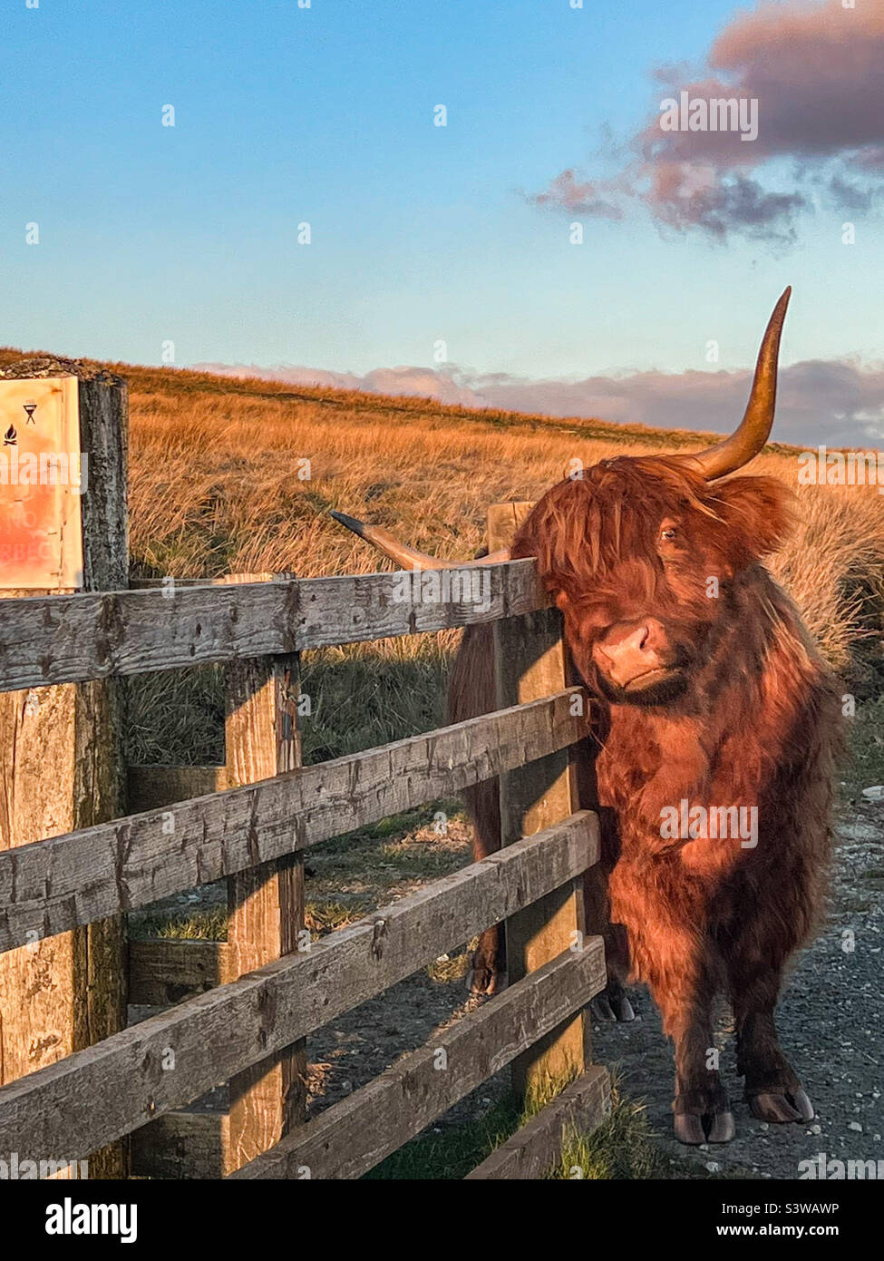 Having scratch hi-res stock photography and images - Alamy