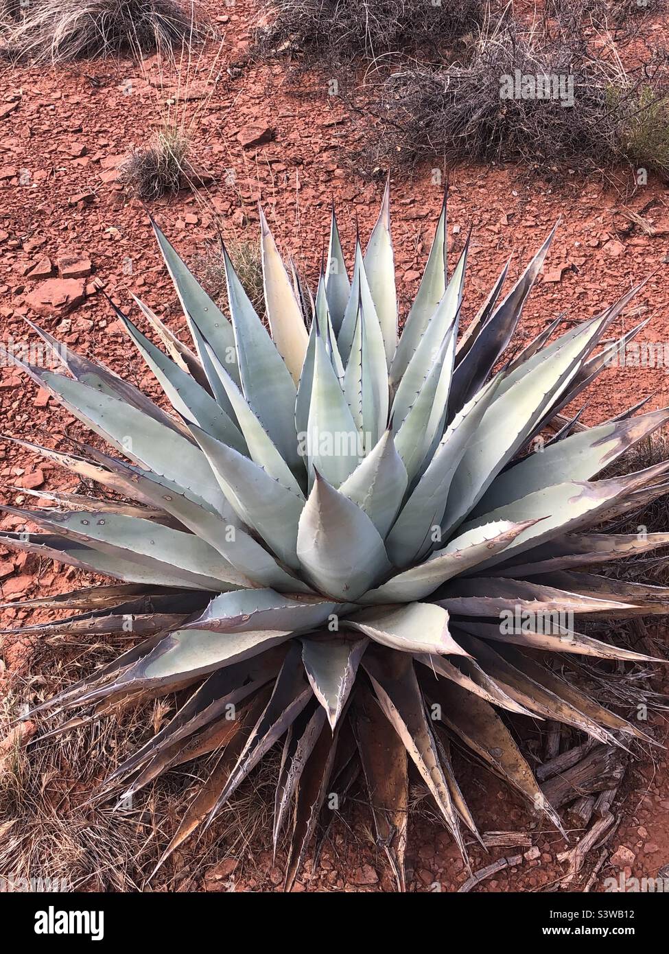 Thriving, desert hi-res stock photography and images - Alamy