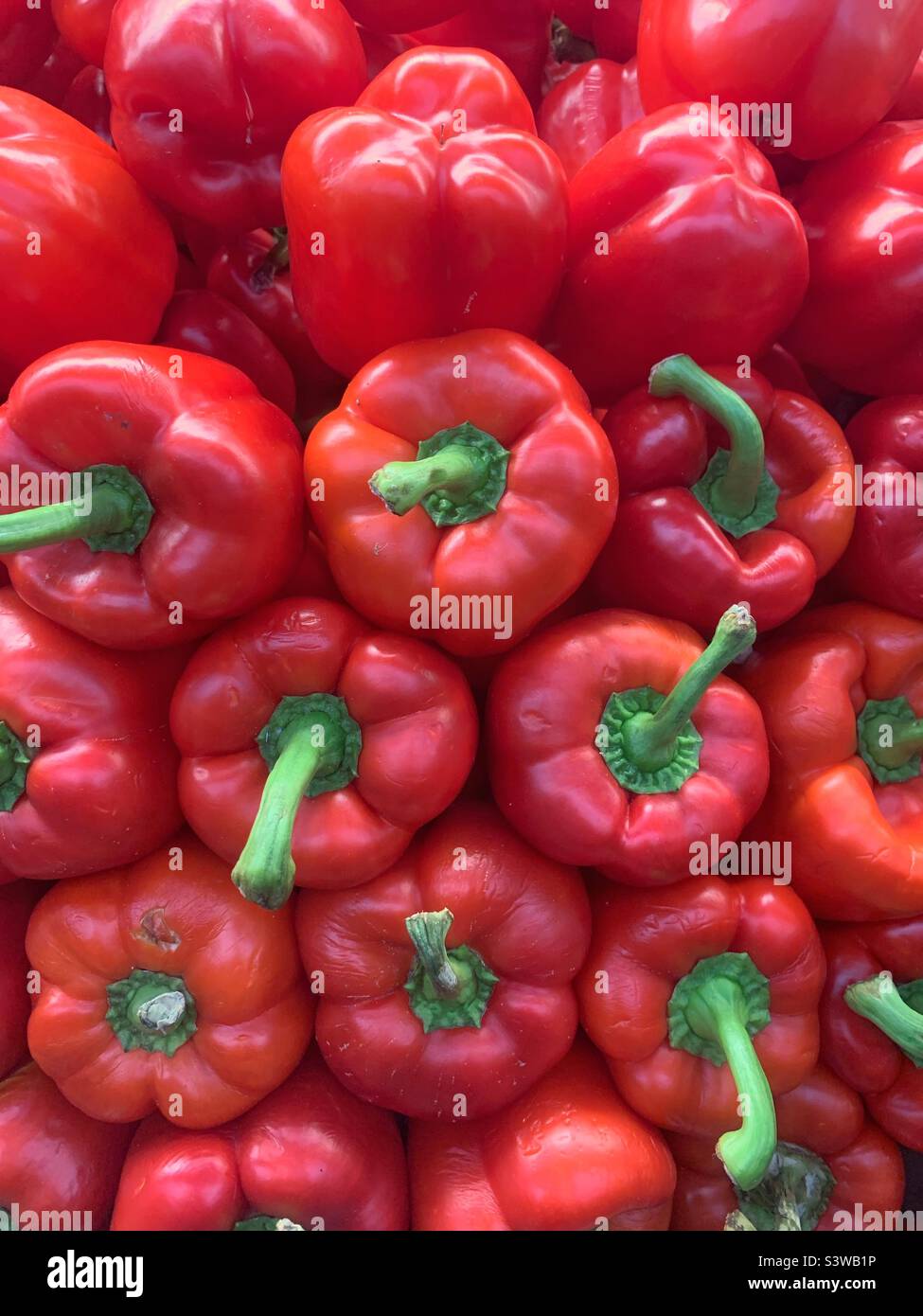 Bright red garden fresh peppers in season Stock Photo - Alamy