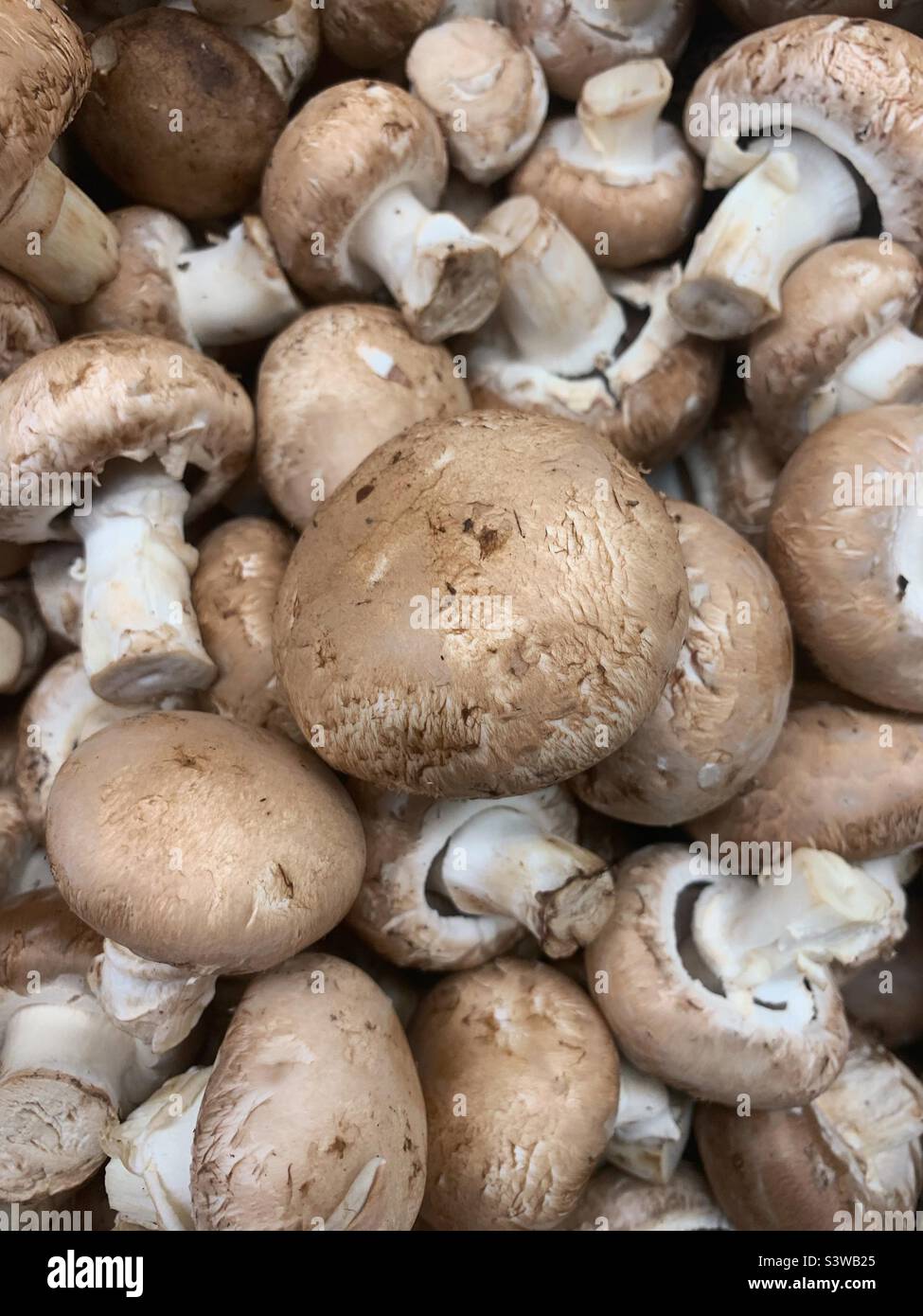 Typical common garden fresh loose brown cremini mushrooms Stock Photo ...