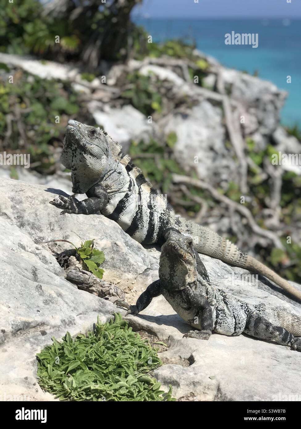 Iguanas - Mayan Ruins of Tulum Stock Photo - Alamy
