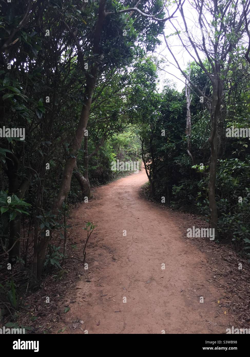 Pathway forest hi-res stock photography and images - Alamy