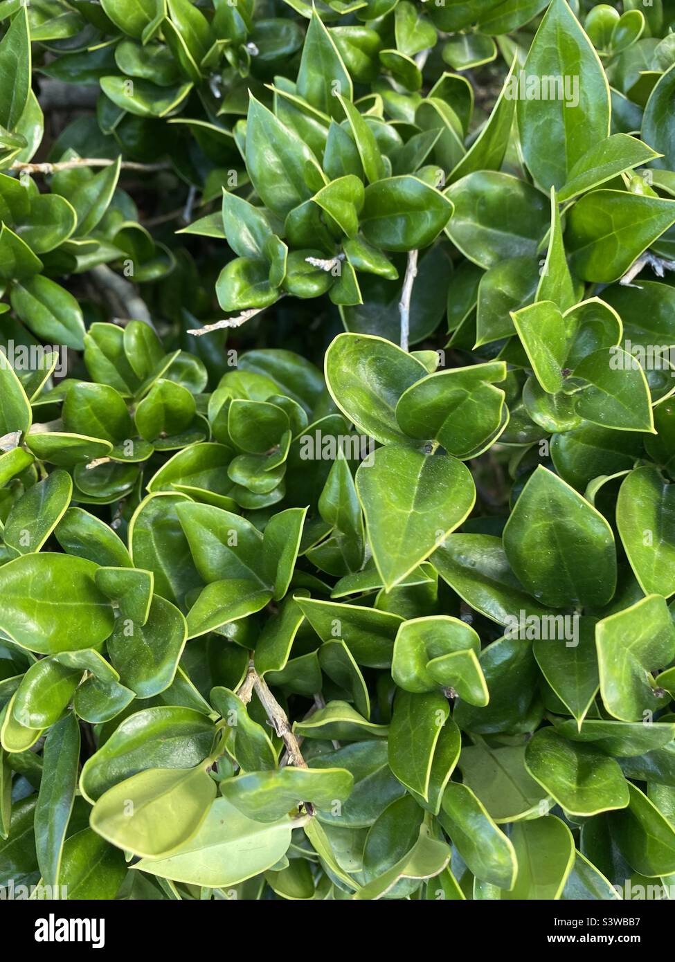 Leaves bush hi-res stock photography and images - Alamy