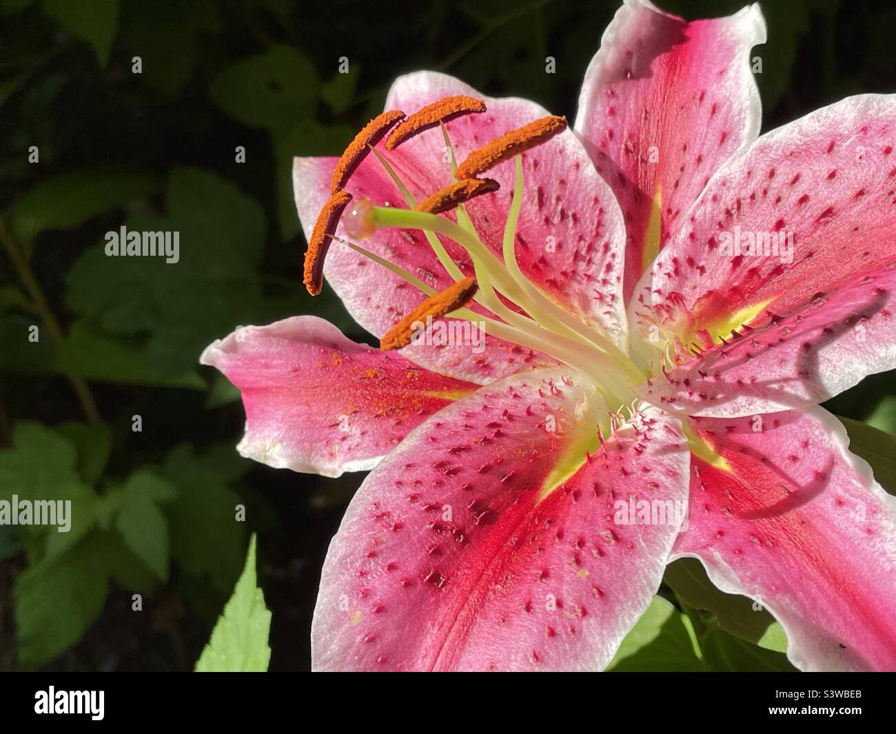 Vivid pink lily hi-res stock photography and images - Alamy