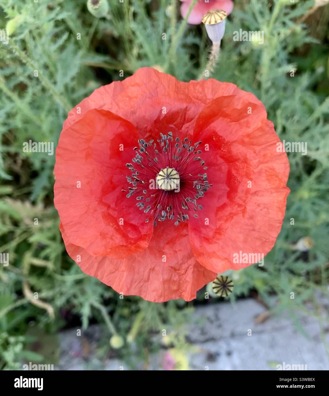 Black poppy rose hi-res stock photography and images - Alamy