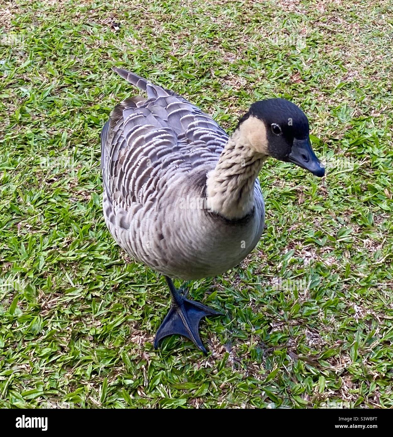Kauai nene hi-res stock photography and images - Alamy