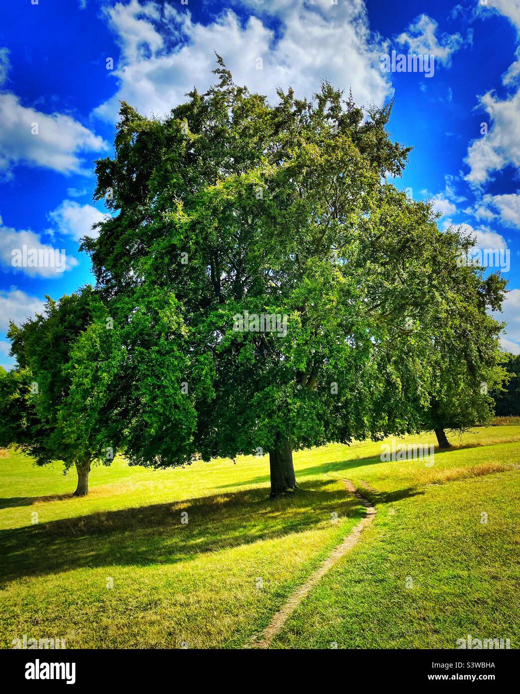 ‘Under the Tree’ a picturesque scene in the countryside at the height ...