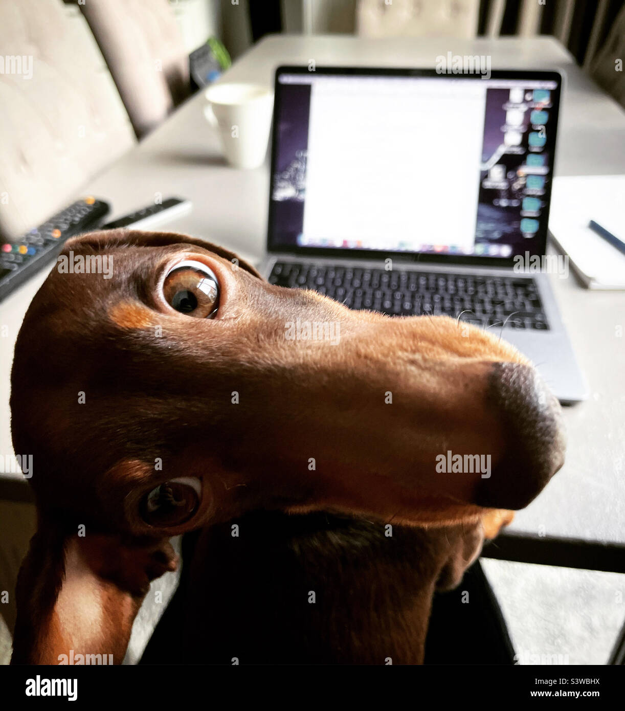 Dachshund and laptop Stock Photo - Alamy