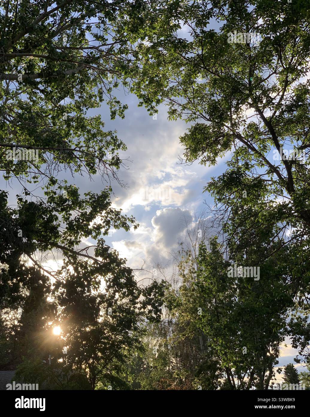 Sun sky clouds through tree hi-res stock photography and images - Alamy