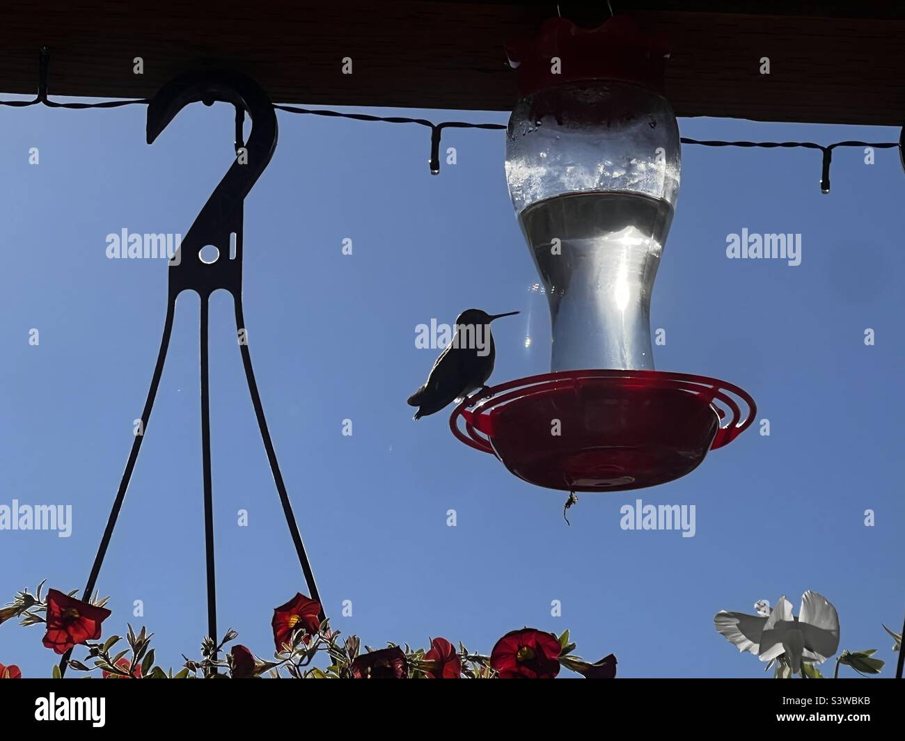 Pot bird feeder hi-res stock photography and images - Alamy