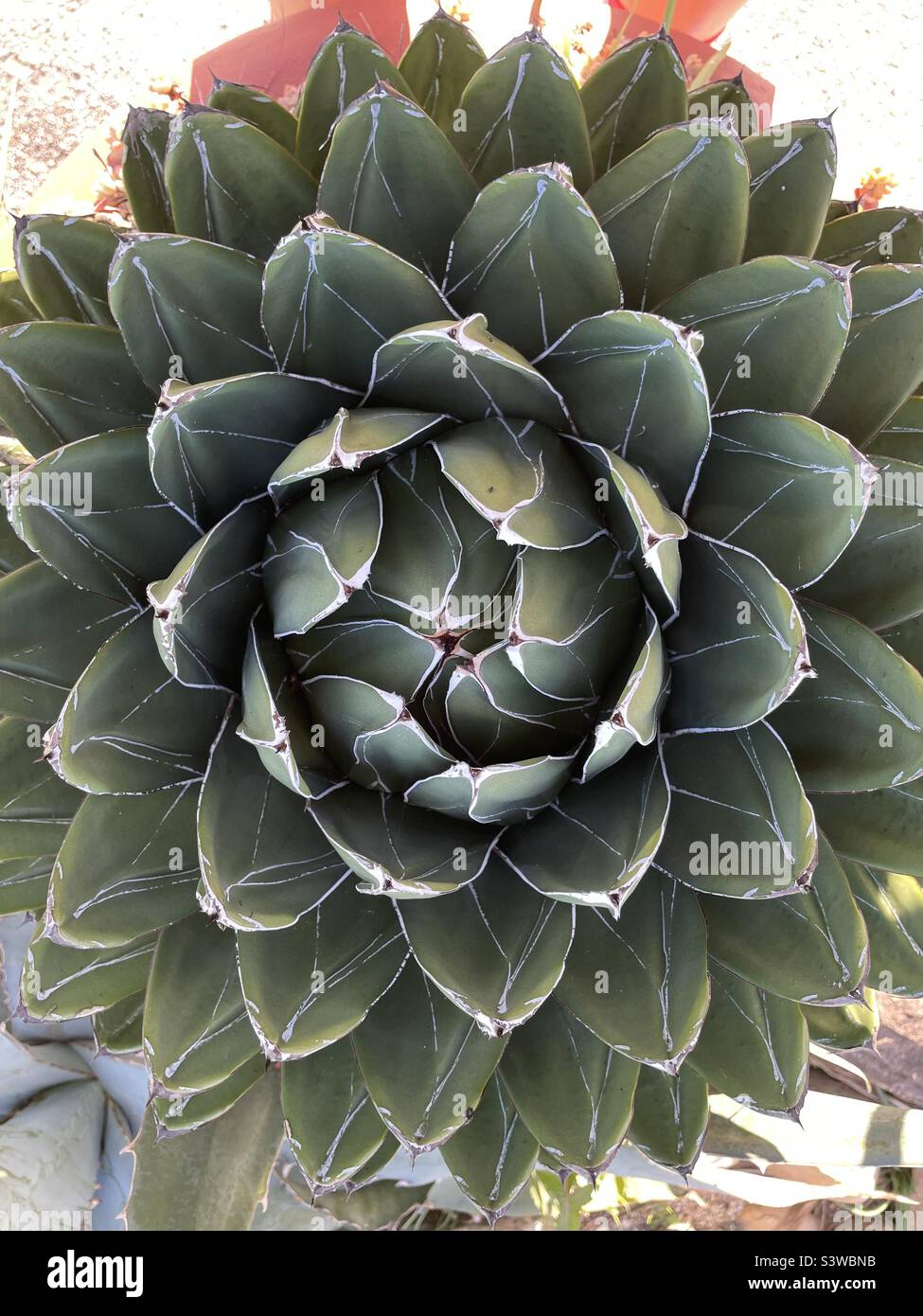 Agave victoria hi-res stock photography and images - Alamy