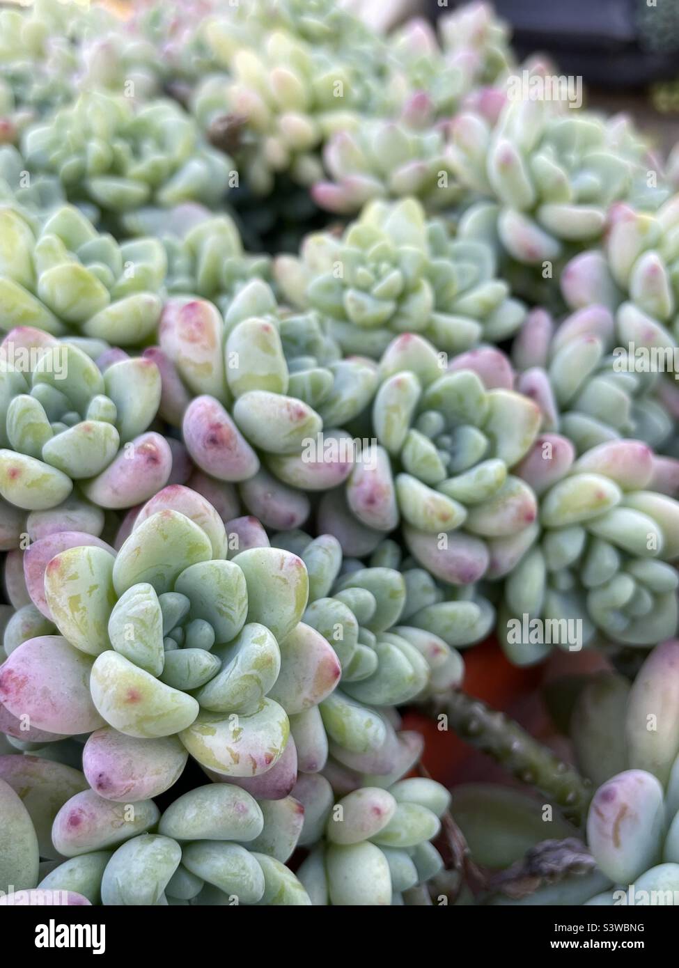Sedum pot hi-res stock photography and images - Alamy
