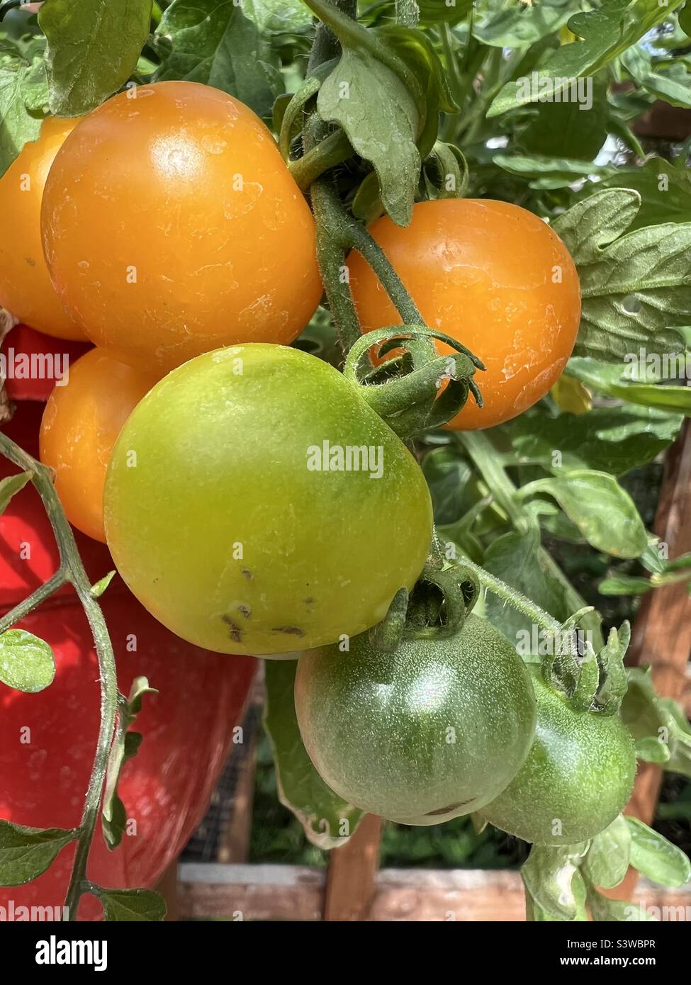 Home grown tomato’s Stock Photo - Alamy