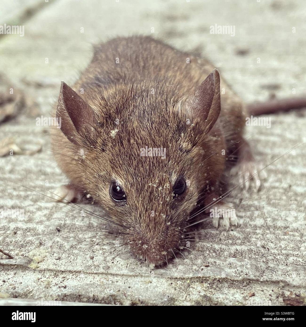 Animal shall hi-res stock photography and images - Alamy