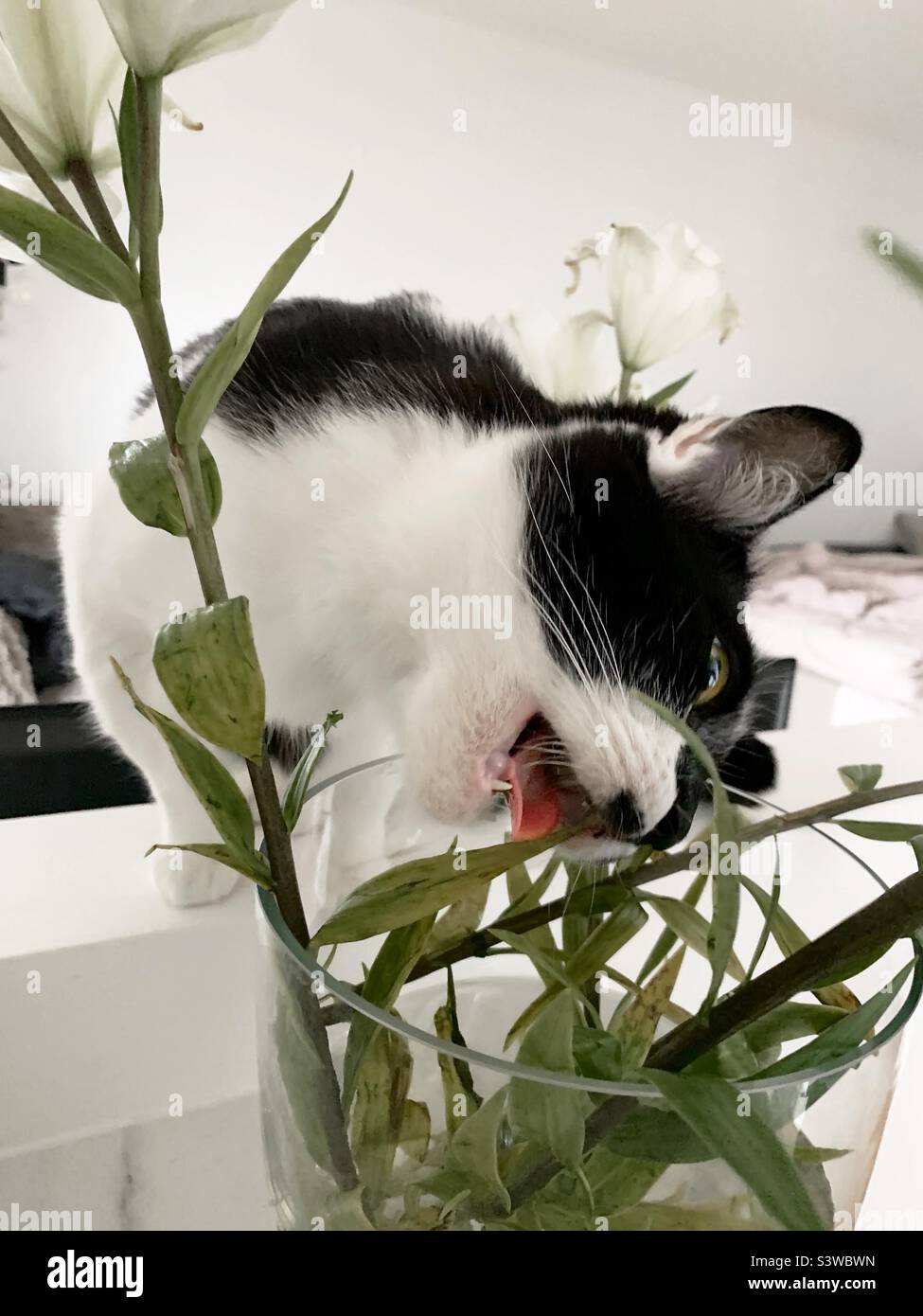 Cat eating plant hi-res stock photography and images - Alamy