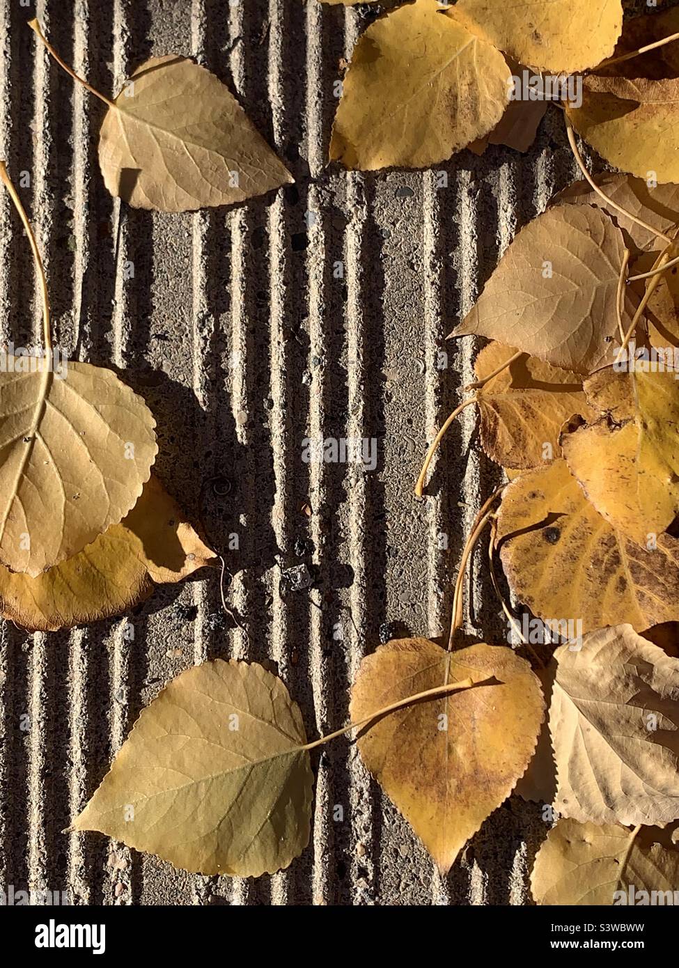 Poplar tree leaves autumn smartphone stock photos and images - Alamy